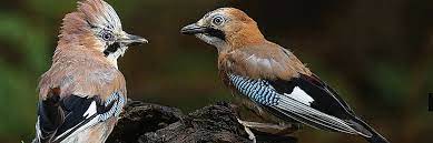 Découvrez les Animaux Sauvages de Bretagne